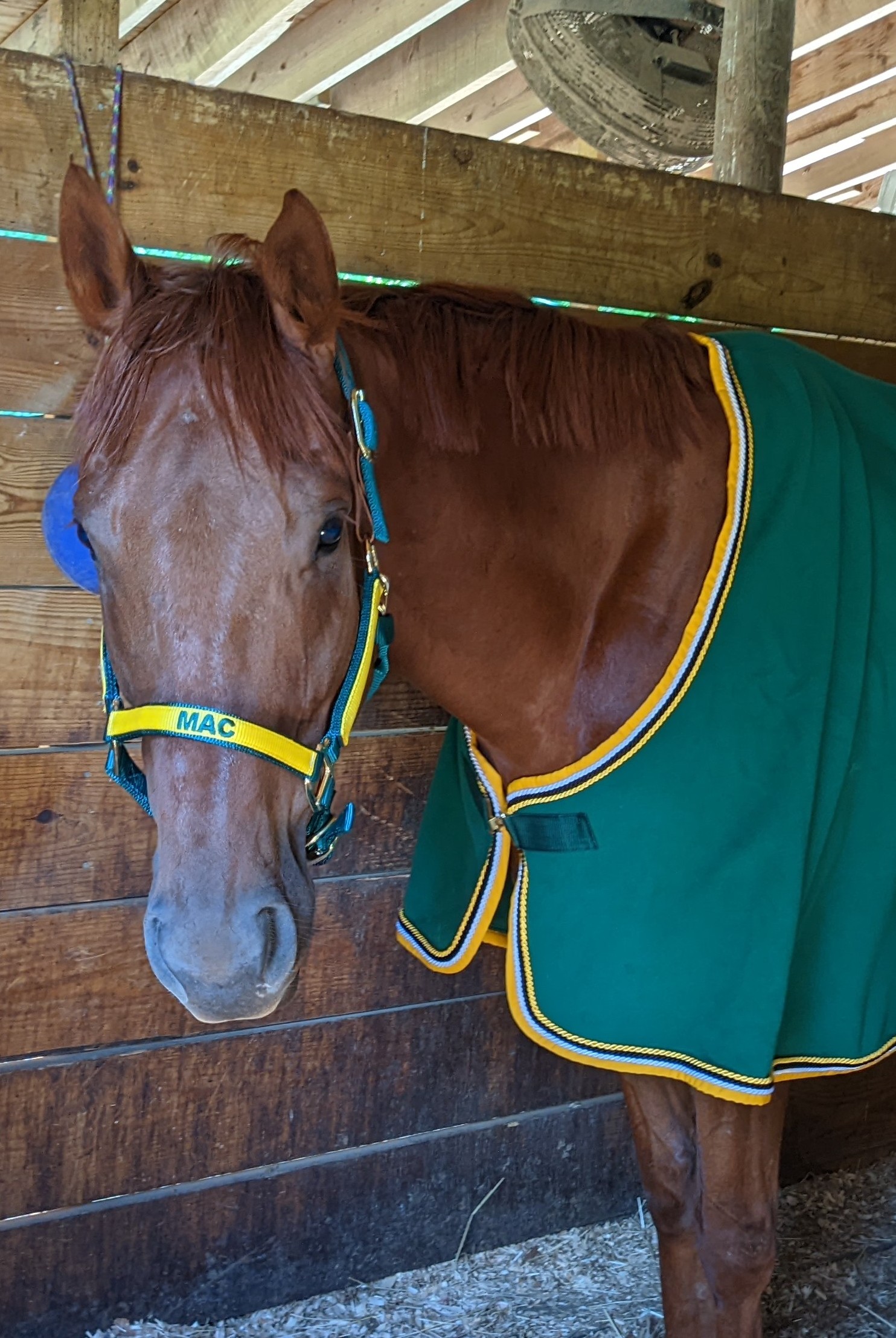 Meet the Horses of the 2022 Thoroughbred Makeover – Mac And Breeze